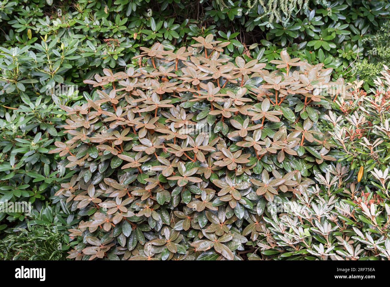 Rhododendron (Rhododendron bureavii Stock Photo - Alamy