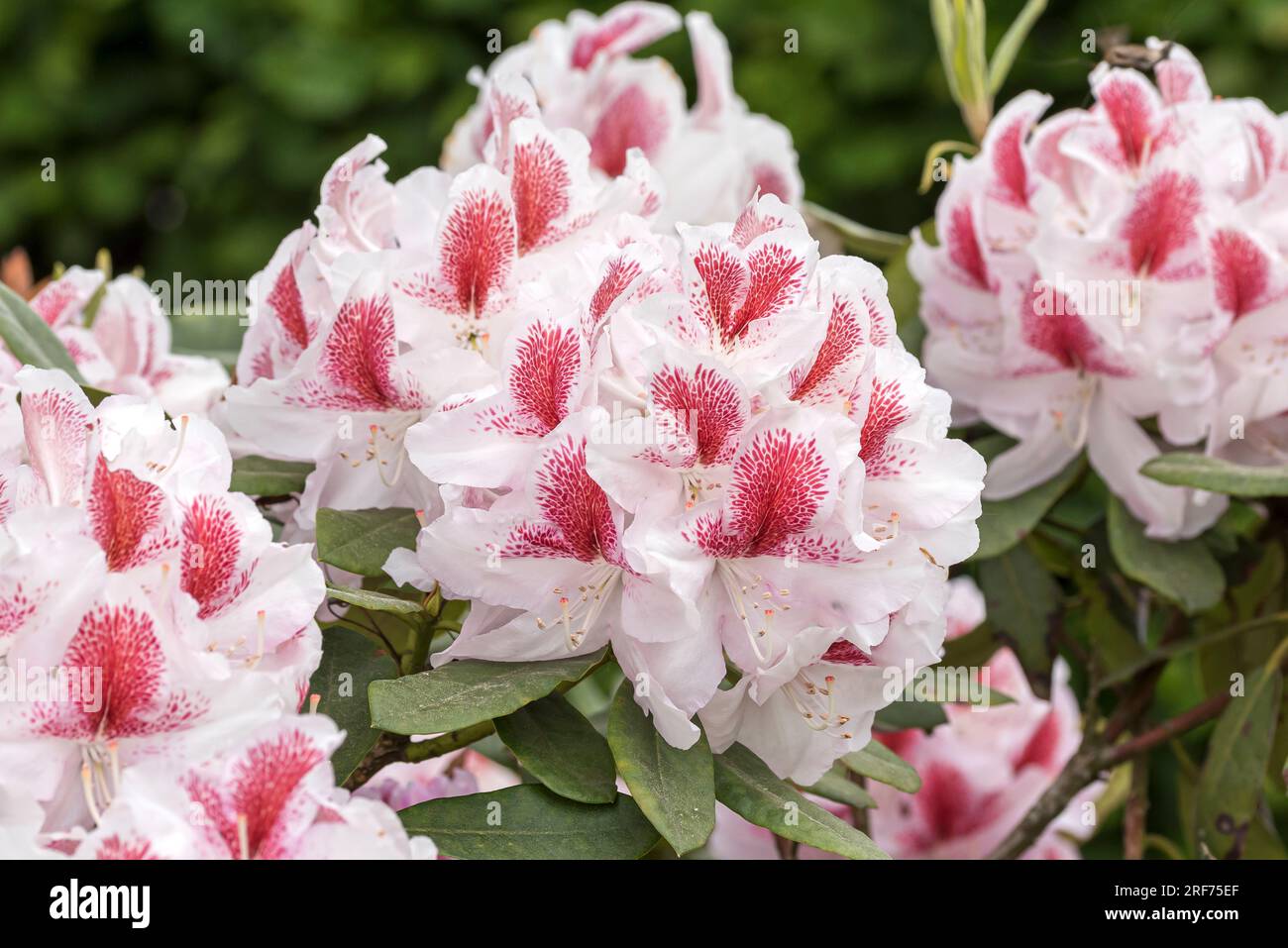 Rhododendron hachbela hi-res stock photography and images - Alamy