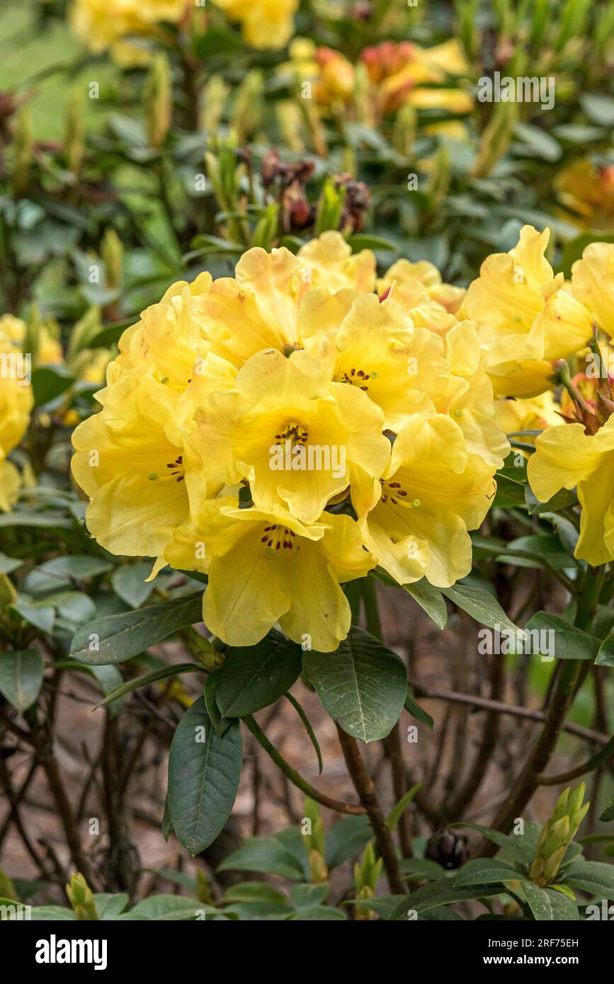 Rhododendron-Hybride (Rhododendron GOLDEN EVEREST Stock Photo - Alamy