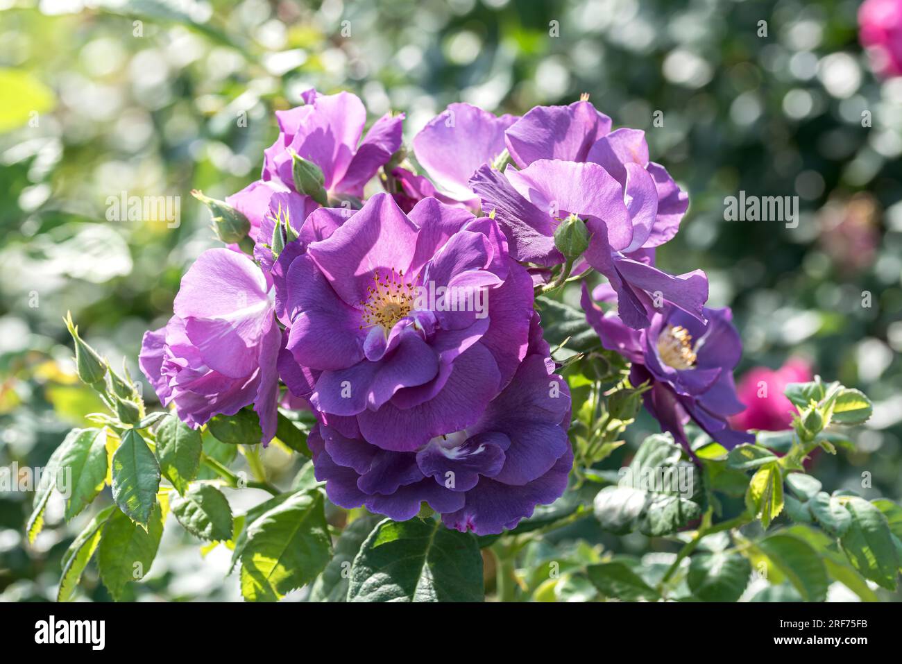 Strauch-Rose (Rosa RHAPSODY IN BLUE Stock Photo - Alamy
