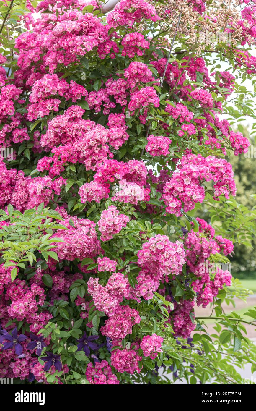 Kletter-Rose (Rosa 'Maria Lisa' Stock Photo - Alamy