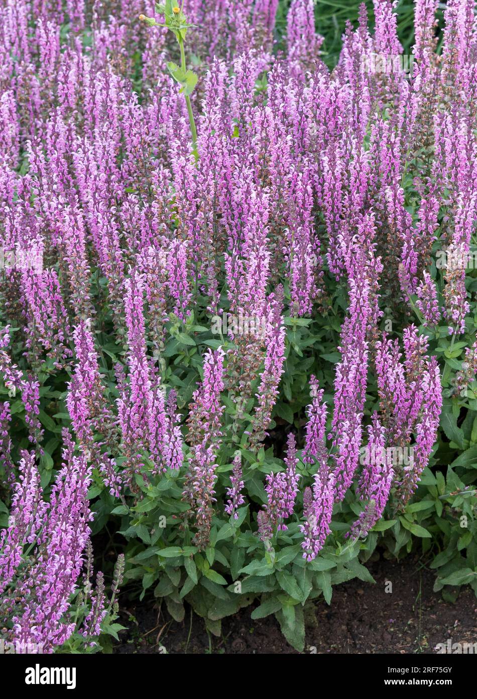 Salute pink hi-res stock photography and images - Alamy