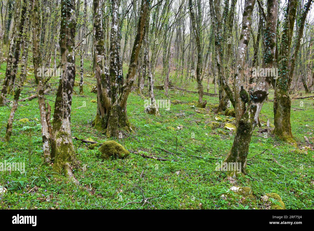 Common hornbeam (Carpinus betulus) temperate, deciduous broadleaf ...
