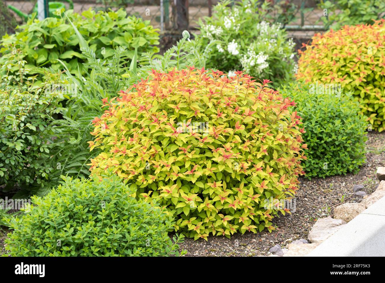 Sommer-Spiere (Spiraea japonica MAGIC CARPET Stock Photo - Alamy