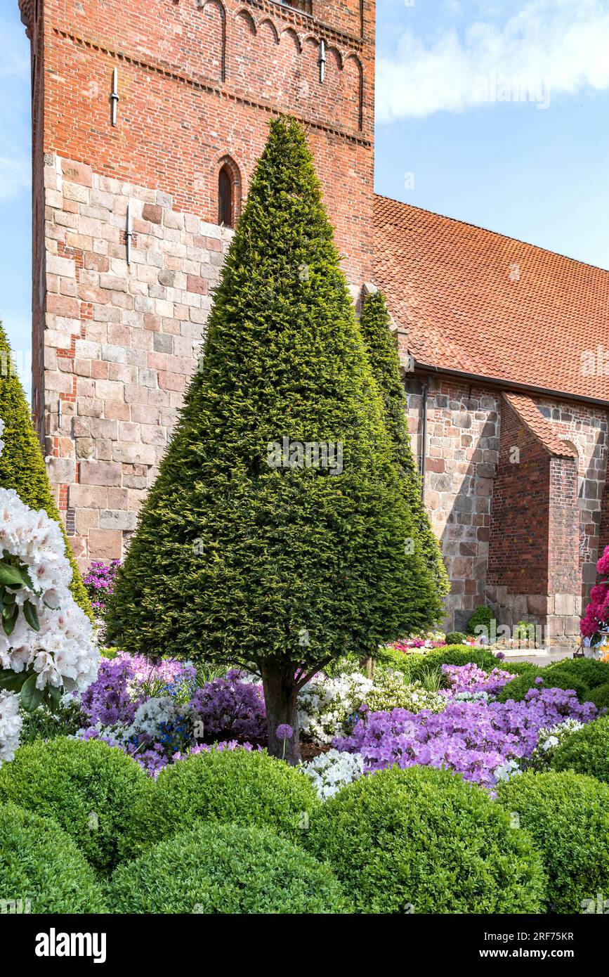 Europäische Eibe (Taxus baccata Stock Photo - Alamy
