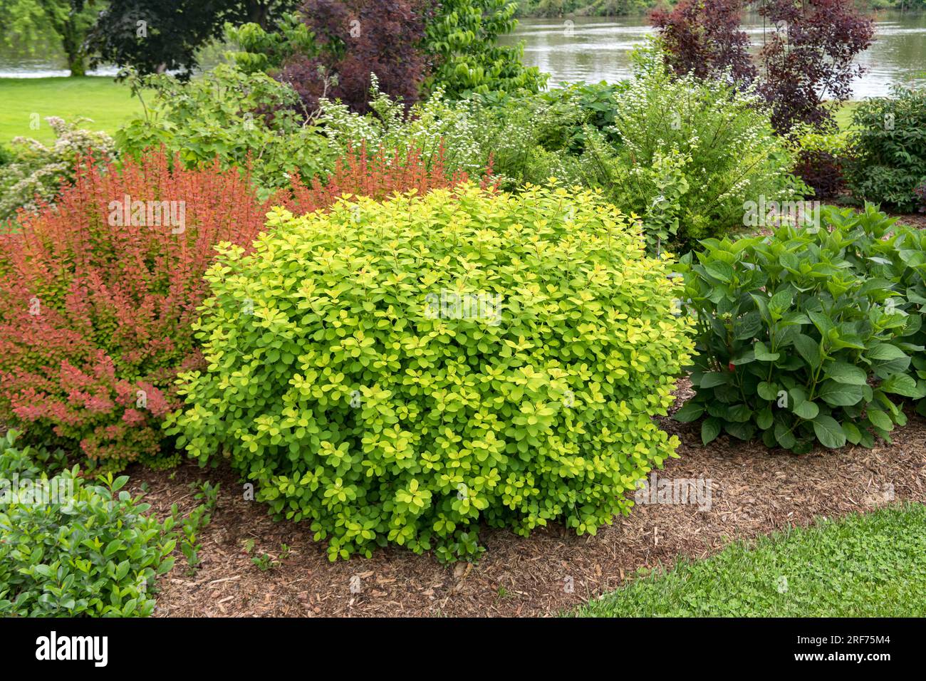 Birkenblättrige Spiere (Spiraea betulifolia 'Tor Gold' Stock Photo - Alamy