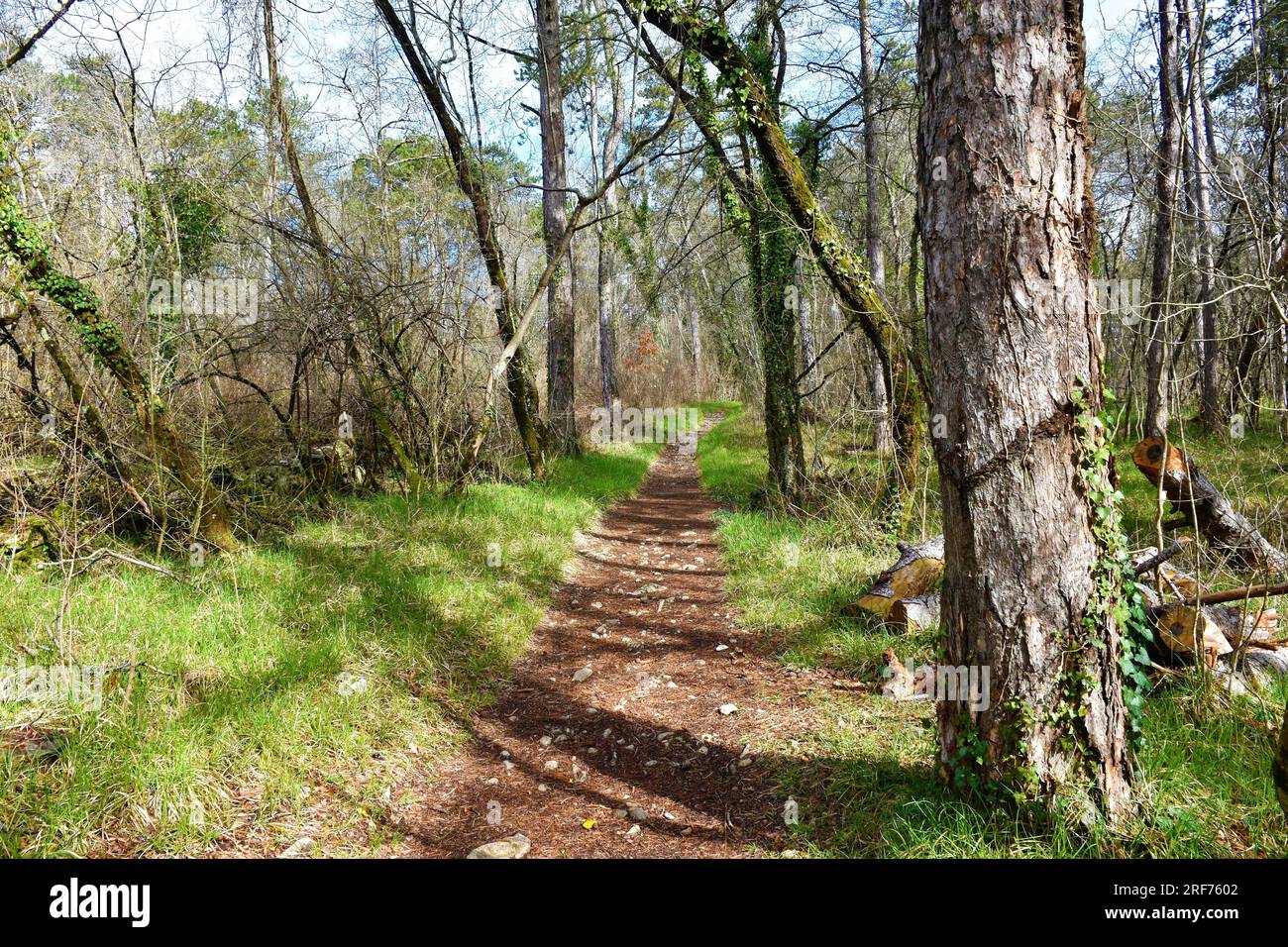 Trail leading through a forest in Skocjan nature park near Matavun and ...