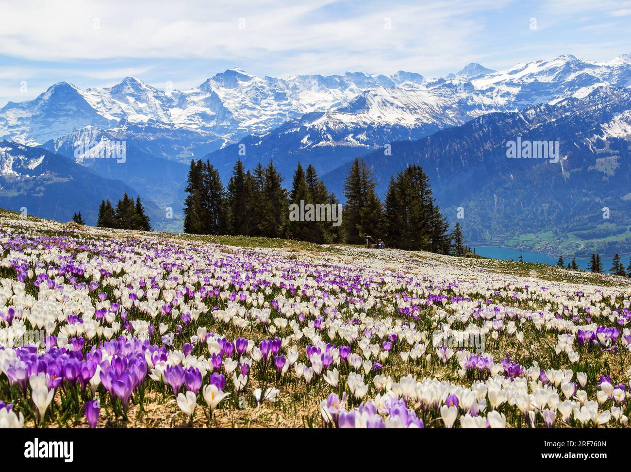 Wild crocus flowers on the alps with snow mountain at the background in ...