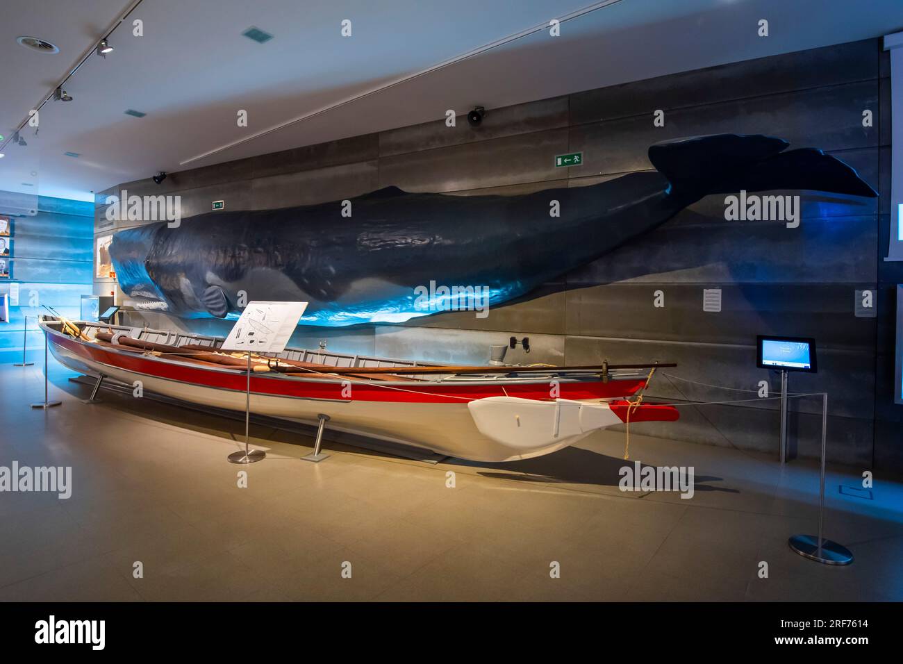 Tierwelt im museum hi-res stock photography and images - Alamy