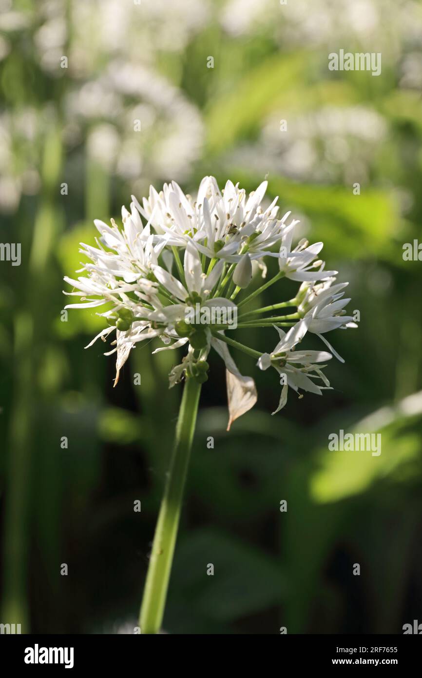 Wild Garlic in bloom Stock Photo - Alamy