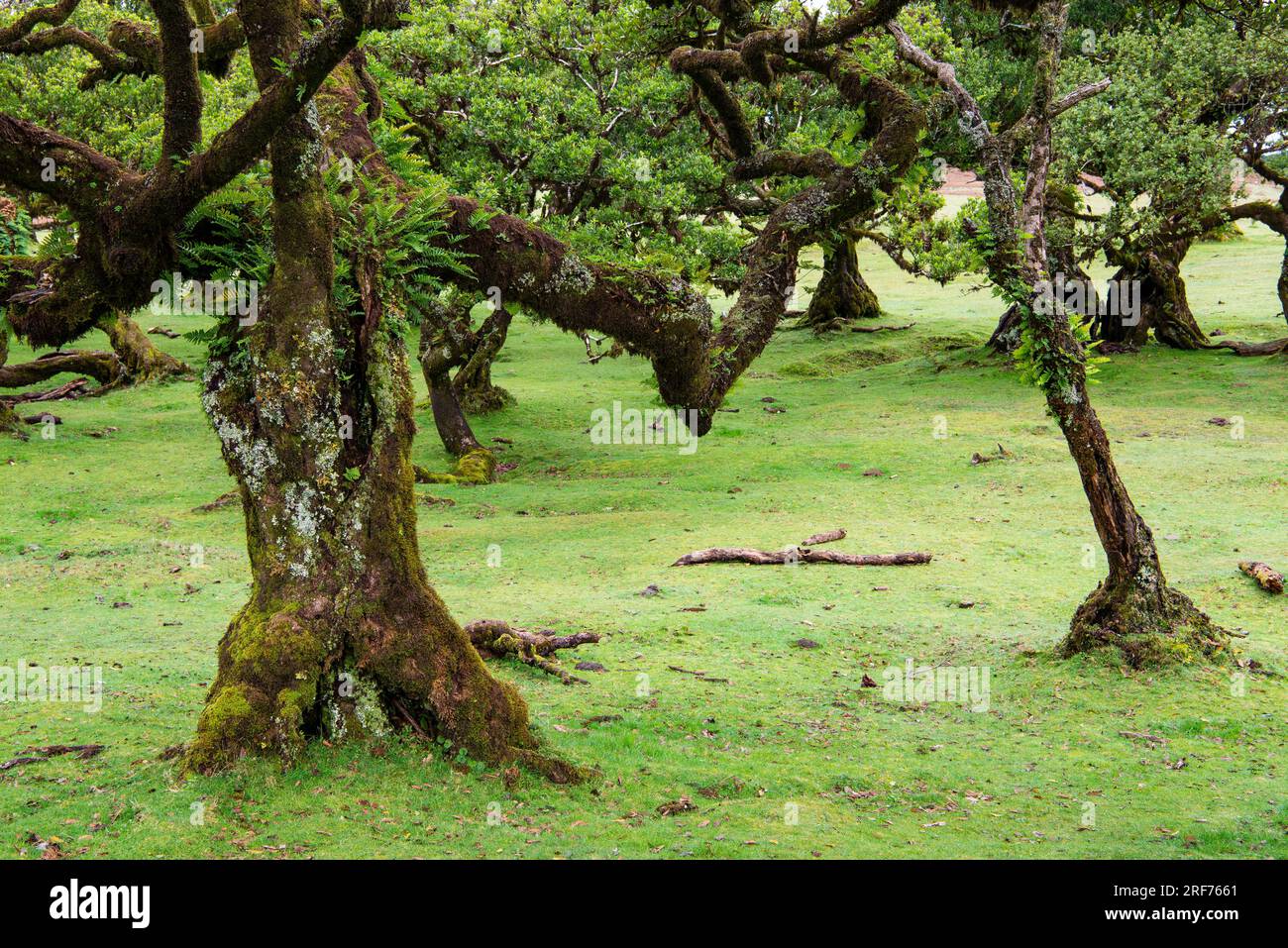 Mit Moos und Pflanzen bewachsene, uralte Lorbeerbäume (Ocotea foetens ...