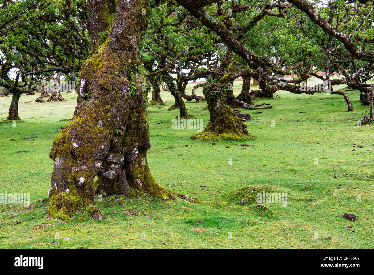 Mit Moos und Pflanzen bewachsene, uralte Lorbeerbäume (Ocotea foetens ...
