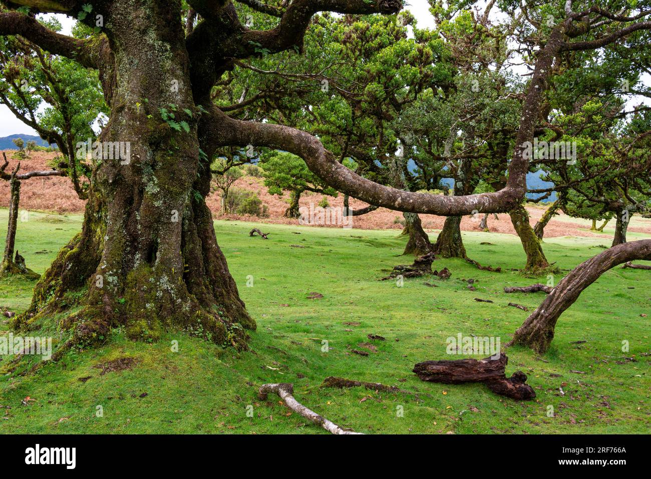 Mit Moos und Pflanzen bewachsene, uralte Lorbeerbäume (Ocotea foetens ...