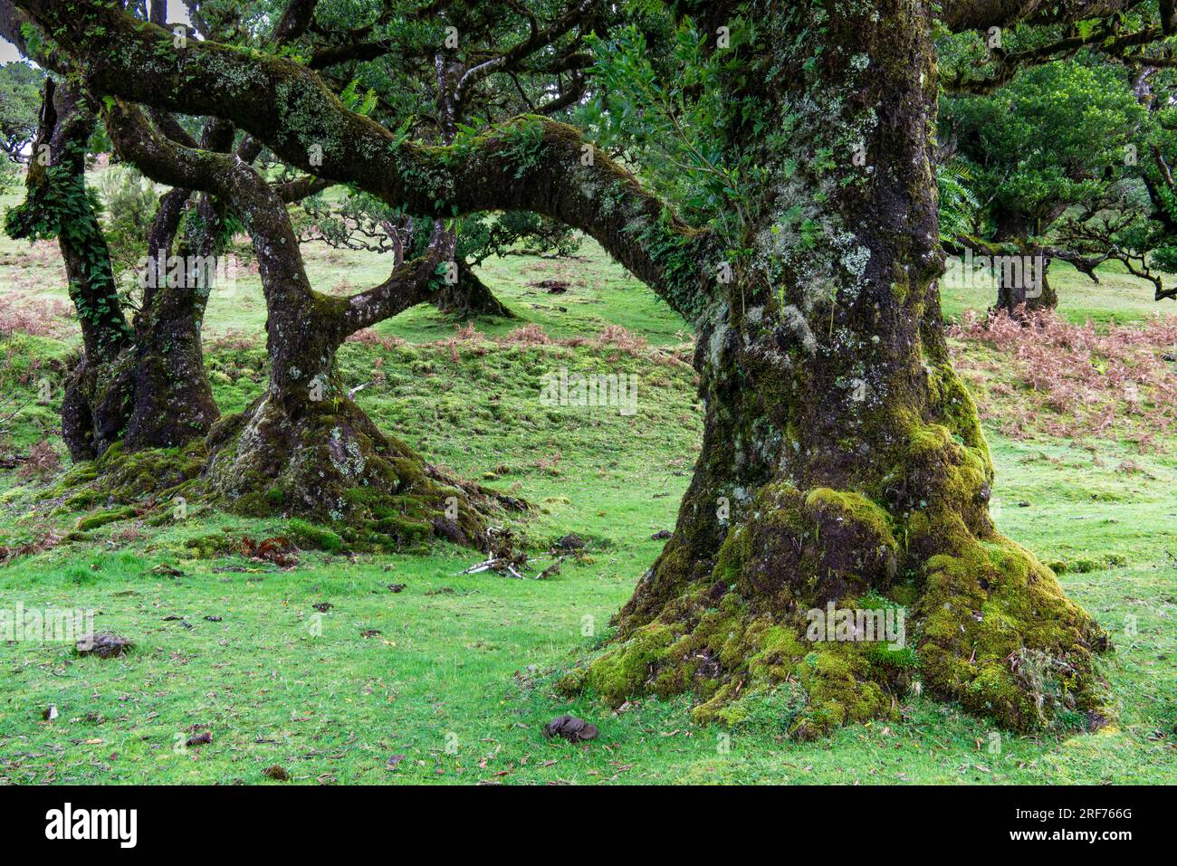 Mit Moos und Pflanzen bewachsene, uralte Lorbeerbäume (Ocotea foetens ...