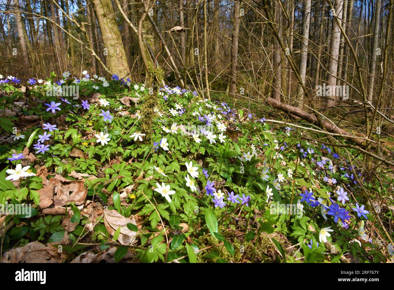 Spring wild garden with white wood anemone (Anemonoides nemorosa) and ...
