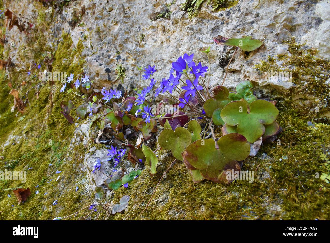 Common hepatica (Anemone hepatica) flowers growing in the rocks Stock ...