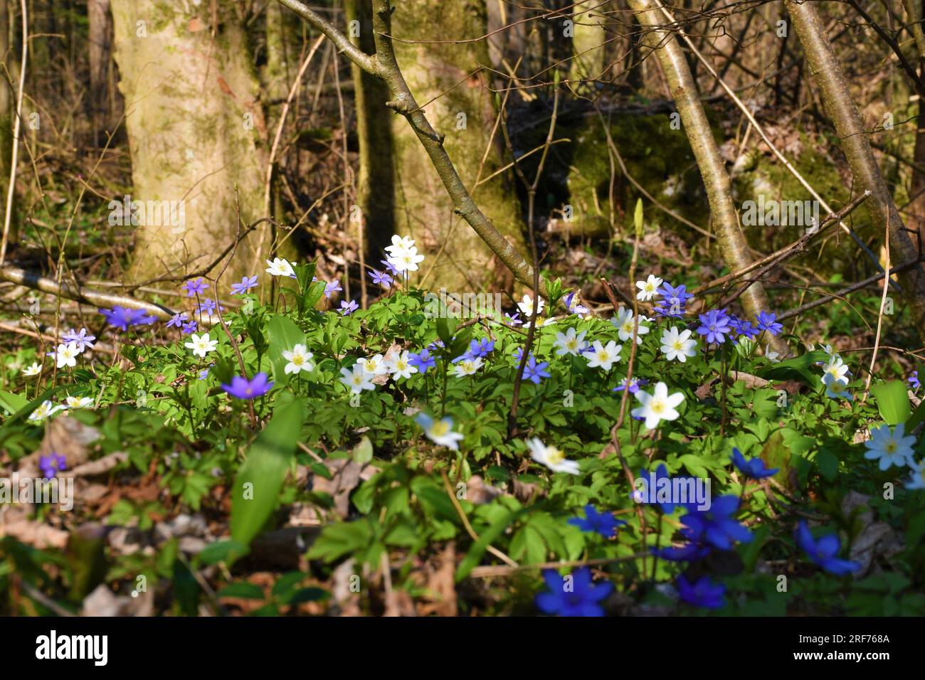 Spring wild garden with white wood anemone (Anemonoides nemorosa) and ...
