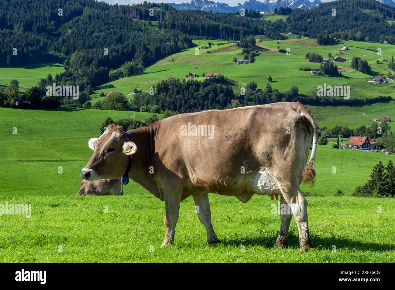 Kuh, Kühe, Braunvieh, Alm, Weide, Schweiz Stock Photo - Alamy