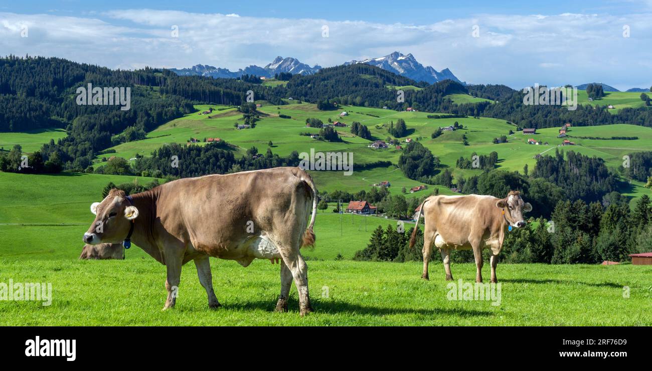 Kuh, Kühe, Braunvieh, Alm, Weide, Schweiz Stock Photo - Alamy