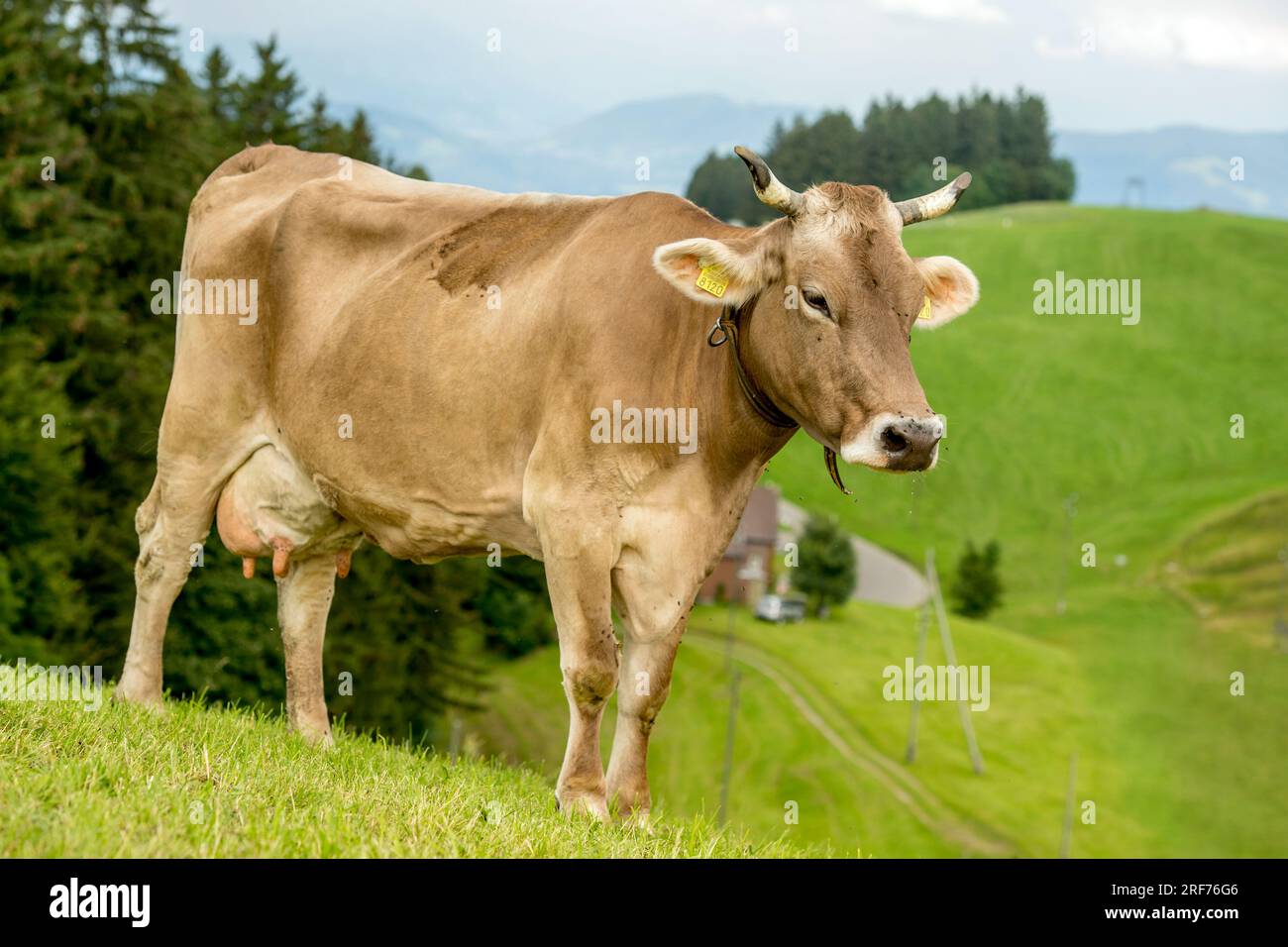 Kuh auf der Weide, Schweiz - cow on field, Switzerland Stock Photo - Alamy