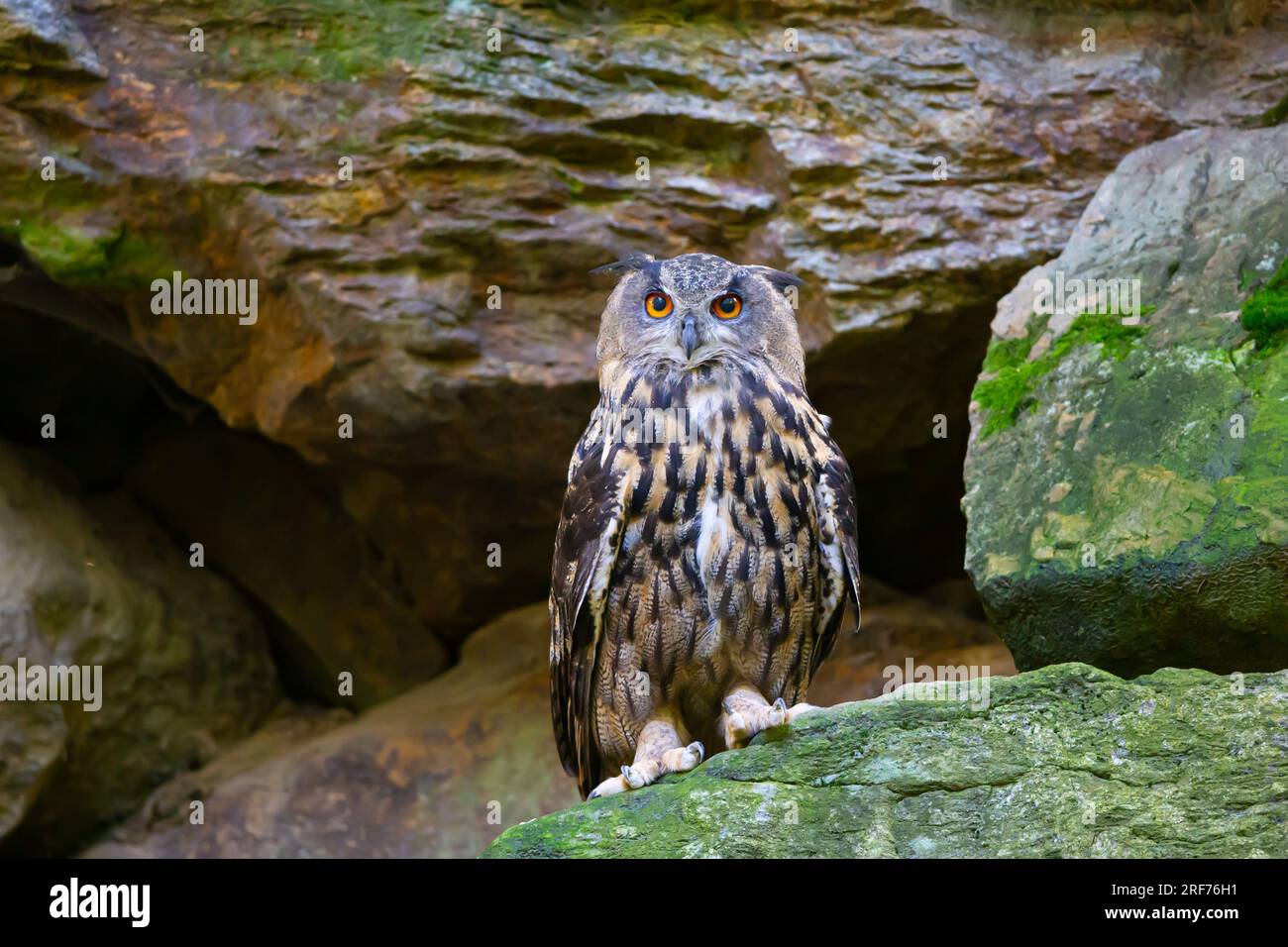 Europäischer Uhu, Eagle Owl (Bubo bubo) Bayern Stock Photo - Alamy