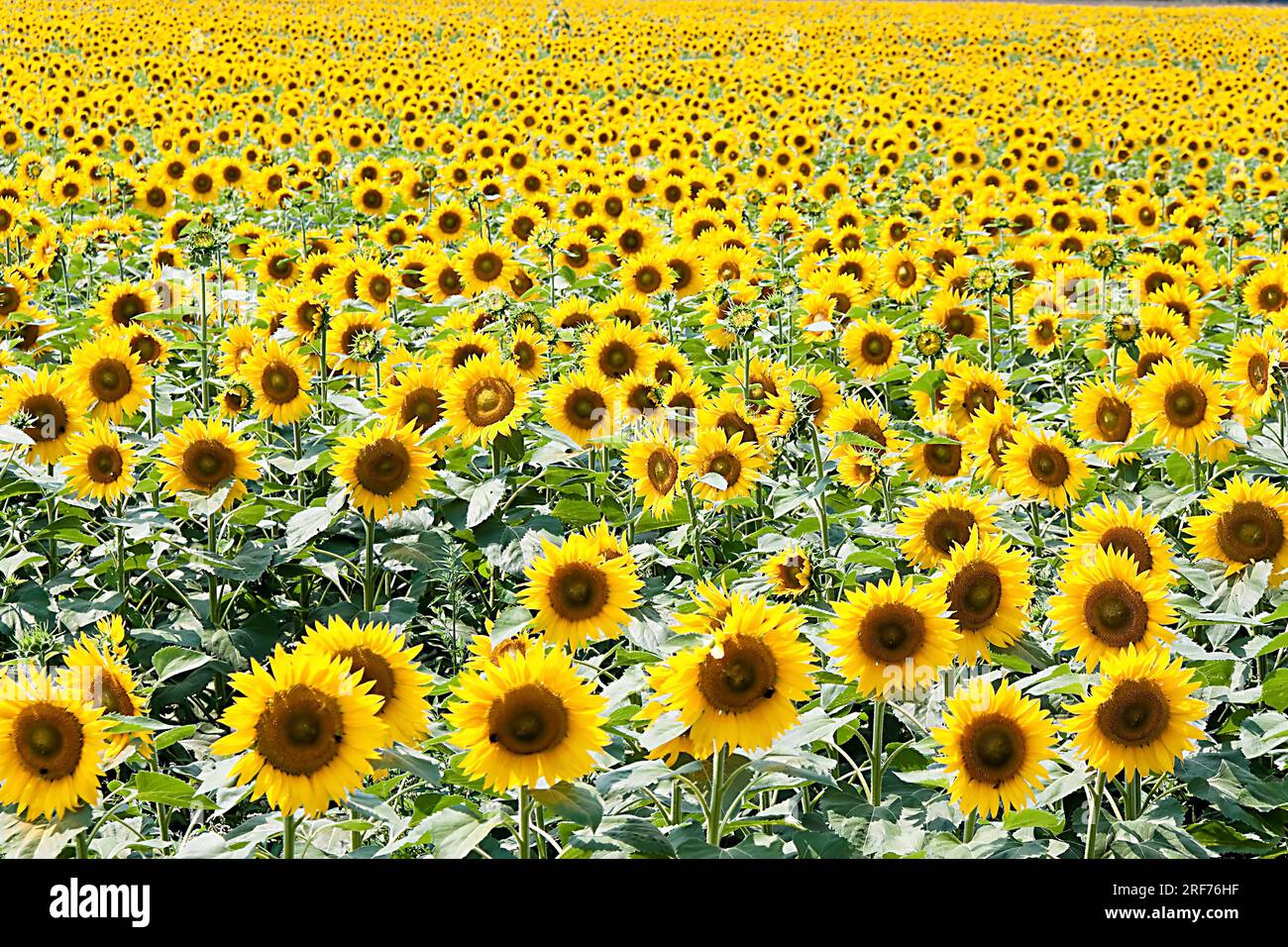 Sonnenblumen feld blumen hi-res stock photography and images - Alamy