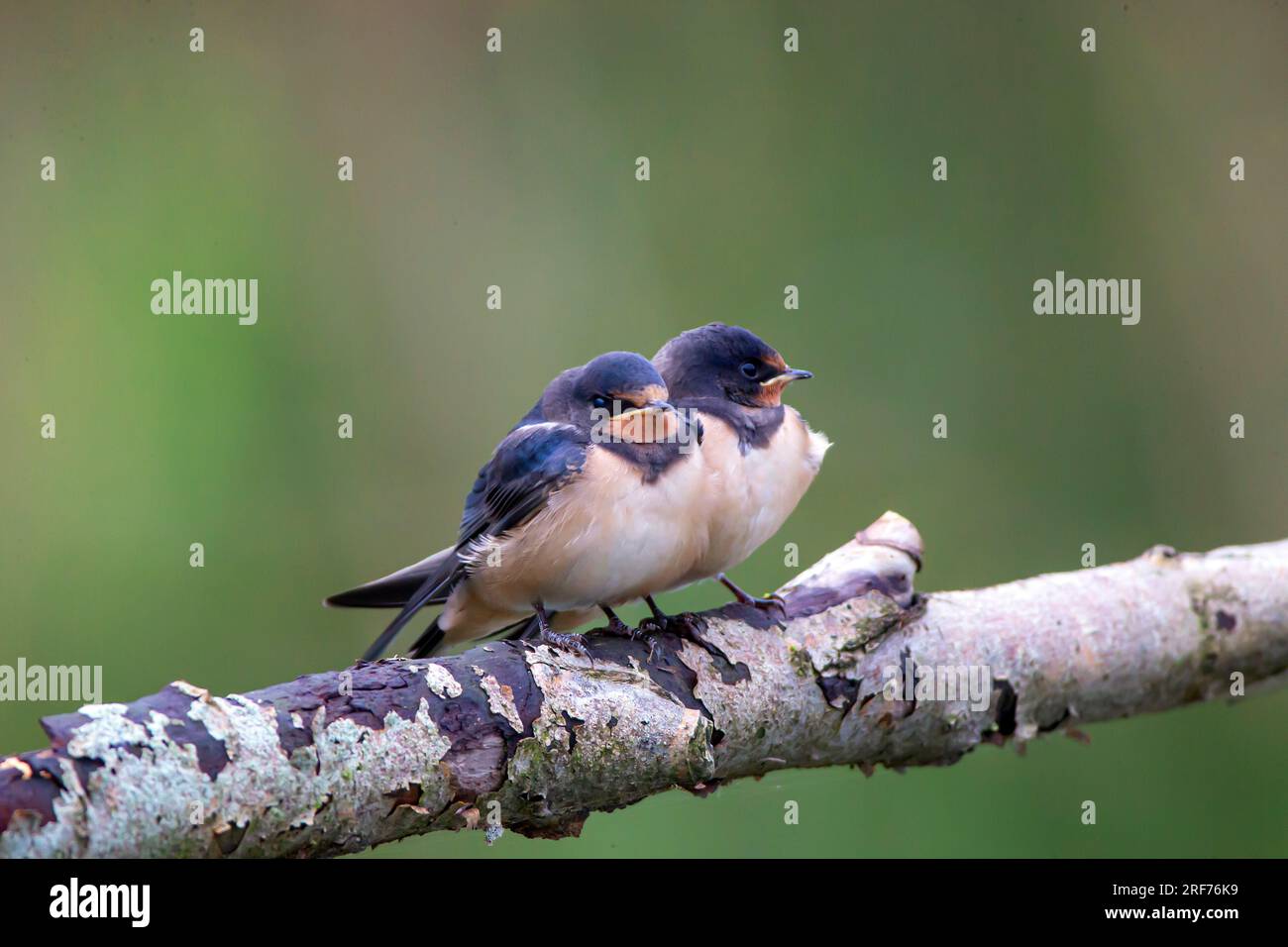 Rauchschwalbe, Rauchschwalben, Sitzwarte, Ast, zwei, Schwalben, Swallow ...