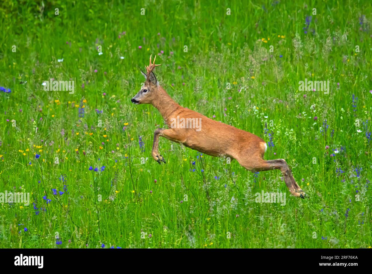 Saougetier hi-res stock photography and images - Alamy