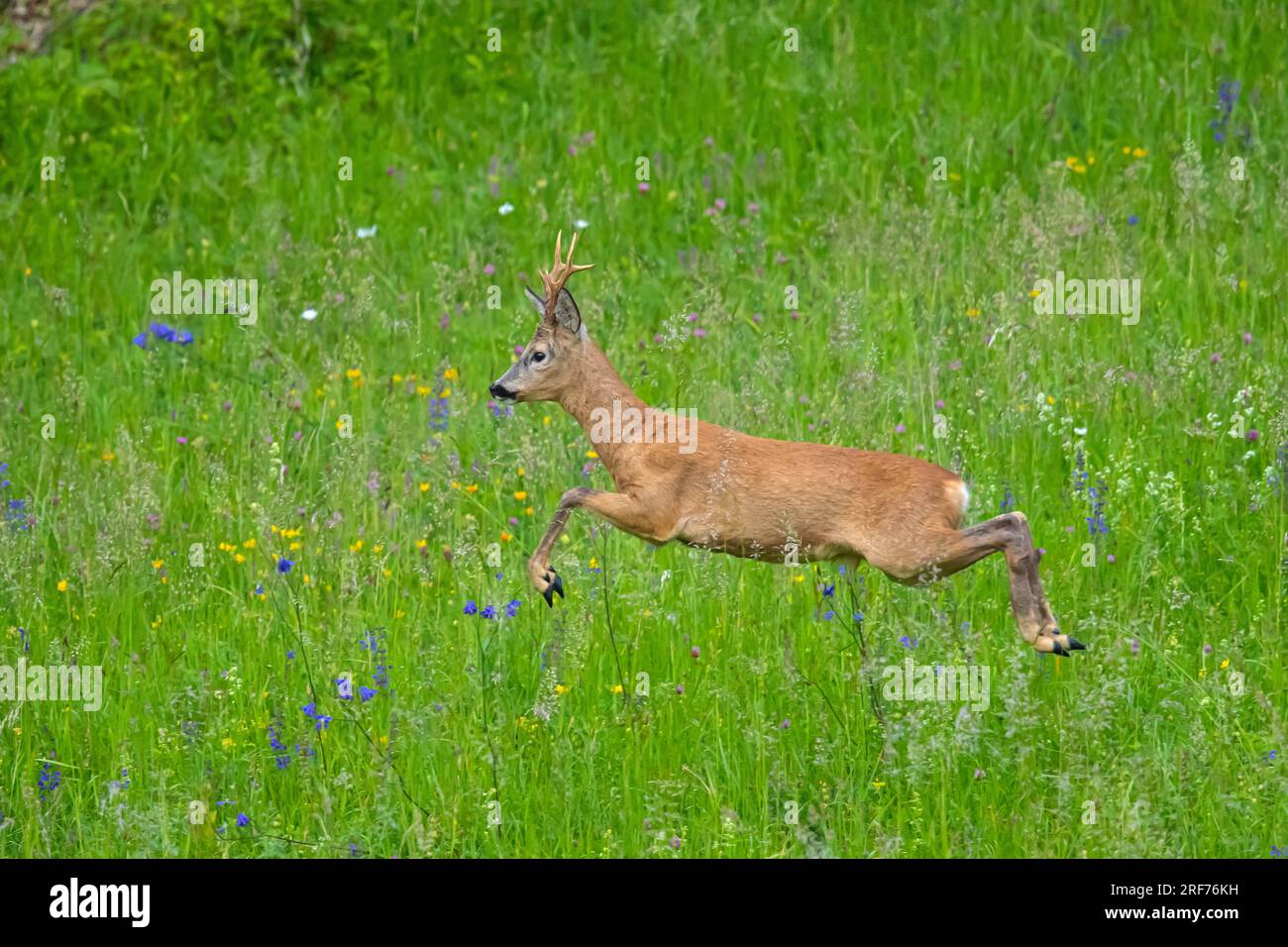 Junger springender Rehbock, Roe Deer (Capreolus capreolus Stock Photo ...