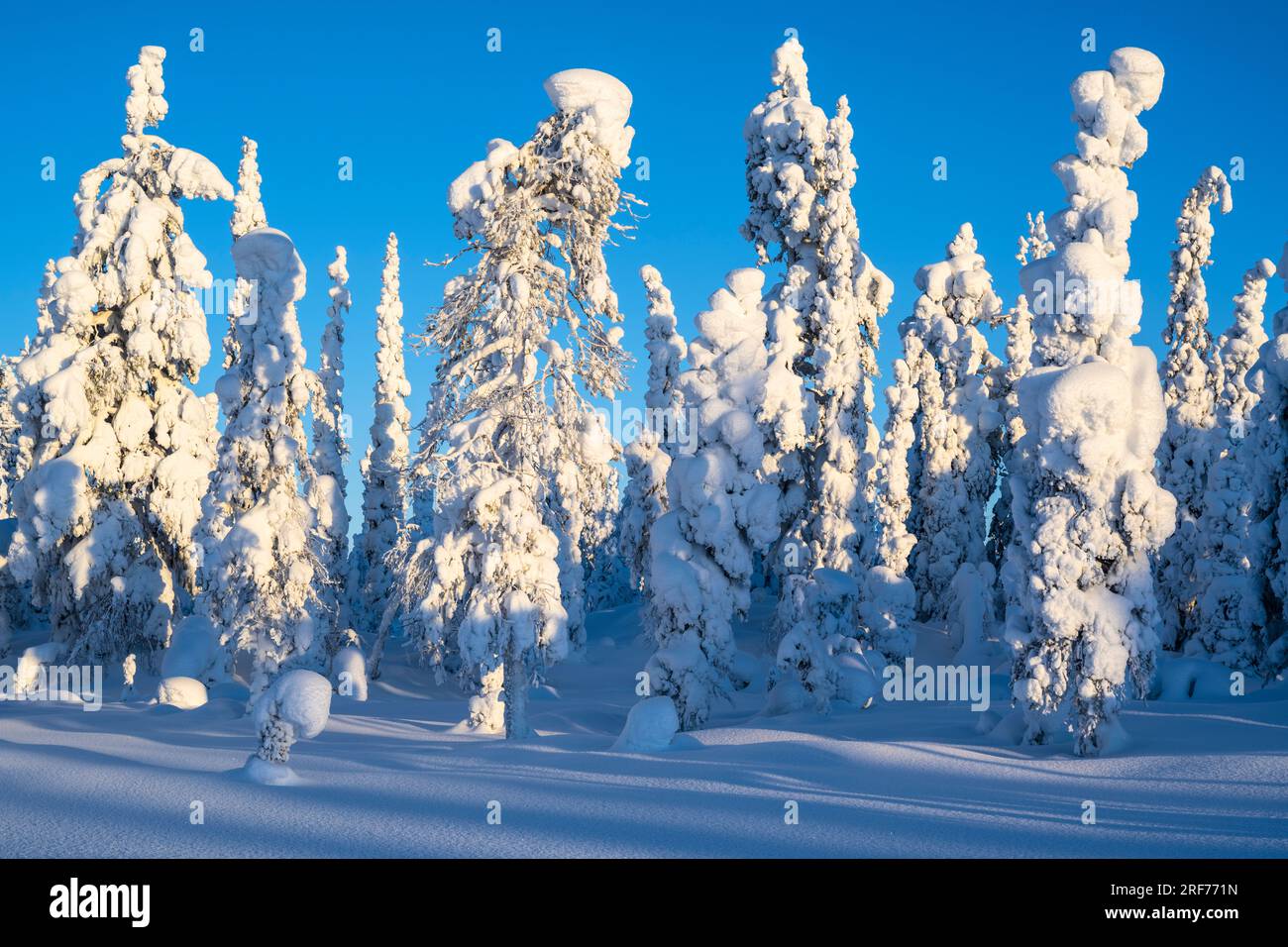 Verschneiter Winterwald im Schwarzwald, Black Forest, Gebirge in Baden ...
