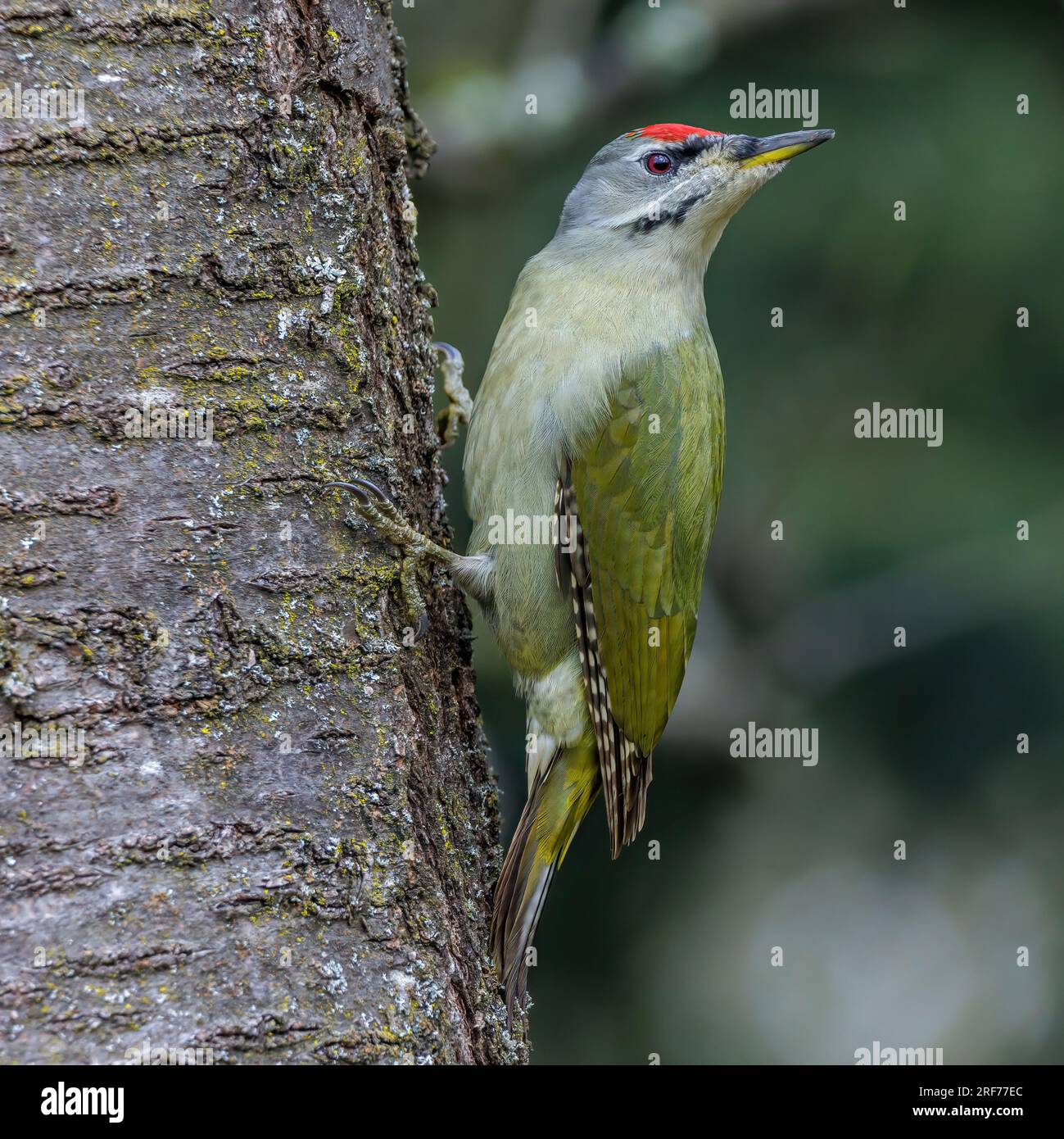 Grauspecht hi-res stock photography and images - Alamy