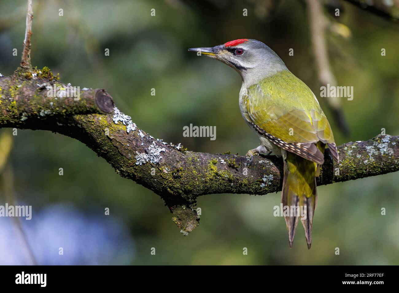 Grauspecht hi-res stock photography and images - Alamy