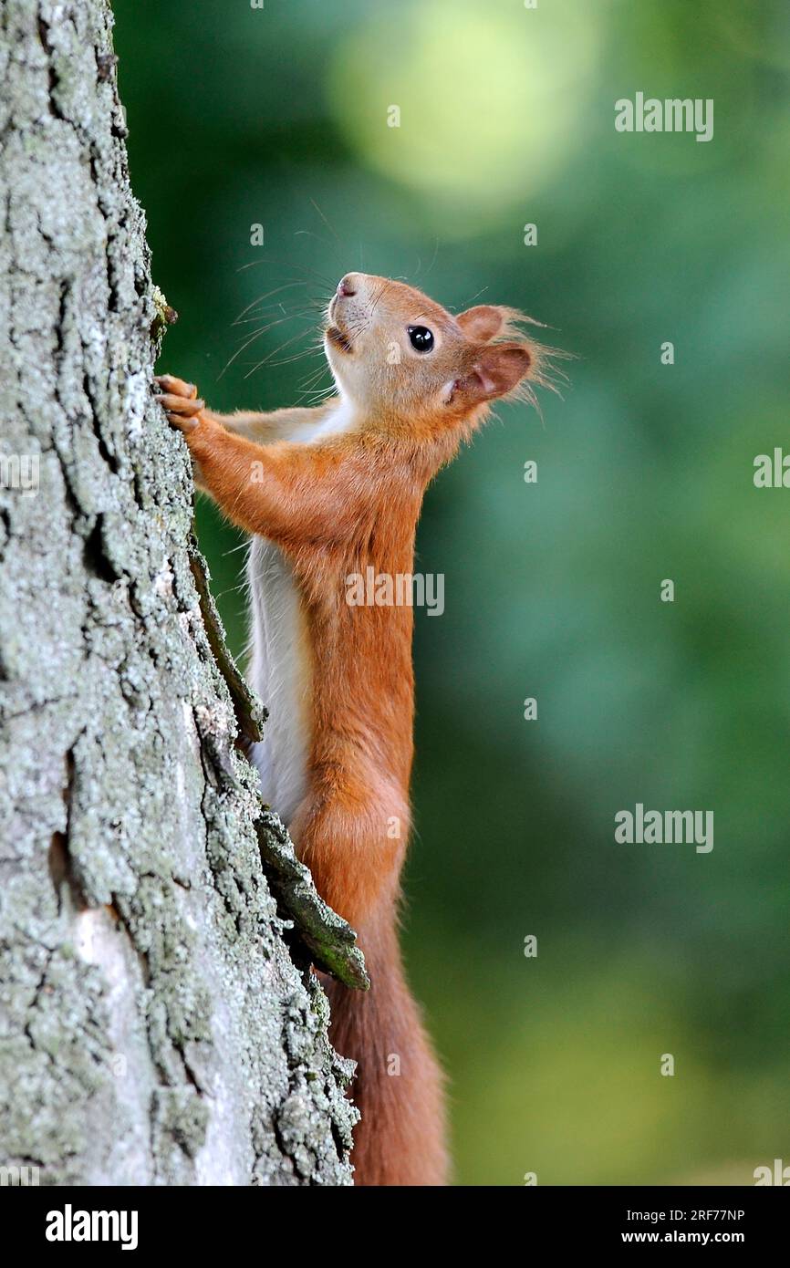 Den baum hinauf hi-res stock photography and images - Alamy