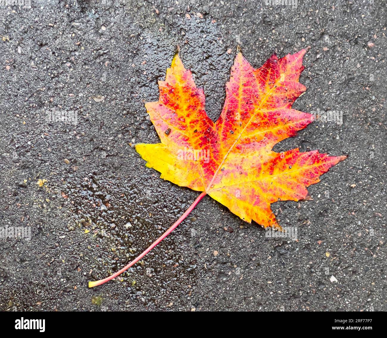 Rotes blatt hi-res stock photography and images - Alamy