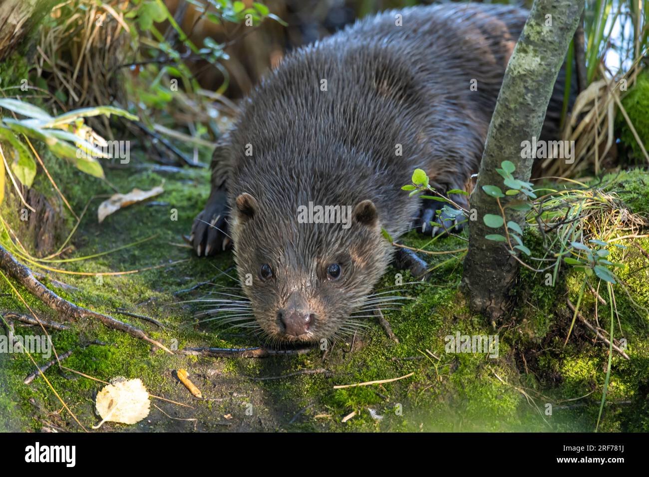 Ein Fischotter pirscht sich an, (Lutra lutra), Biotop, Lebensraum ... Ein Fischotter pirscht sich an, (Lutra lutra), Biotop, Lebensraum ...