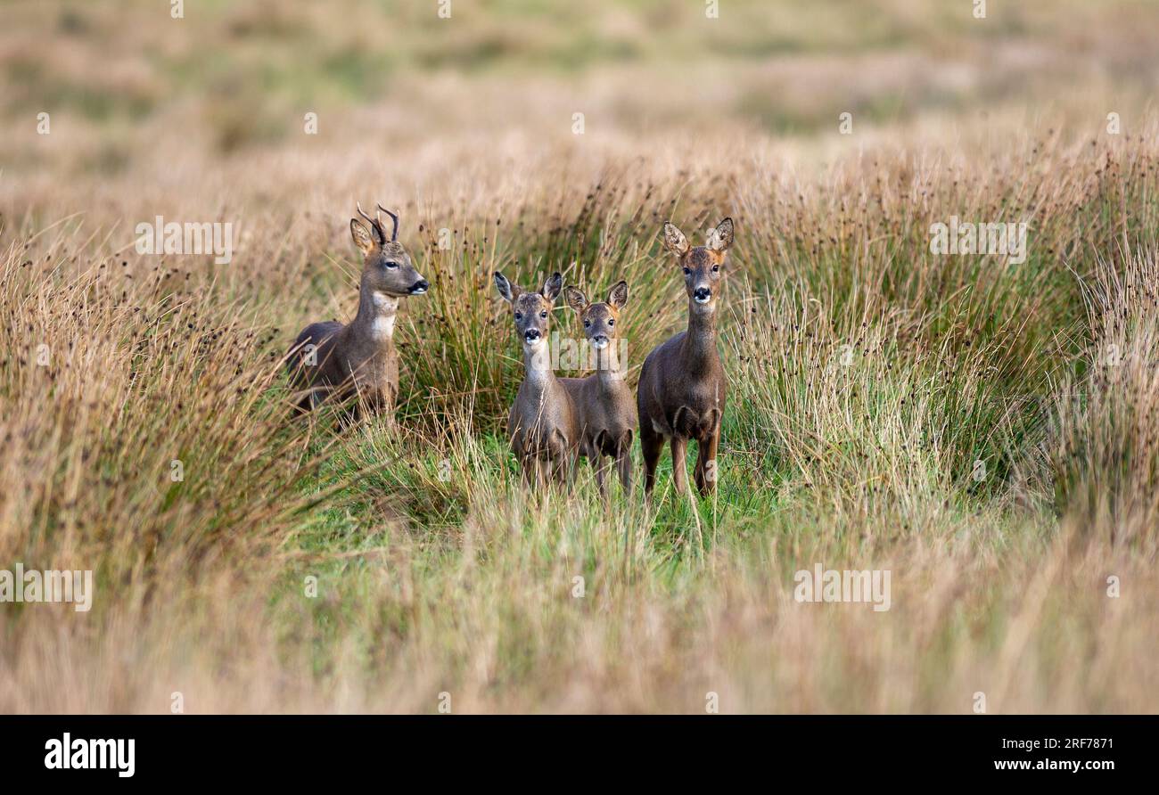 Wildlife in grassland hi-res stock photography and images - Alamy