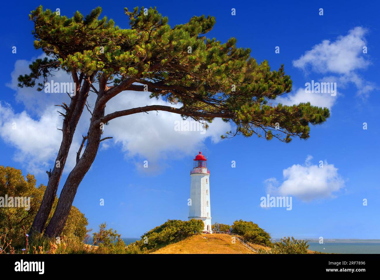 Deutschland, Mecklenburg-Vorpommern, Hiddensee, Dornbusch, Leuchtturm ...