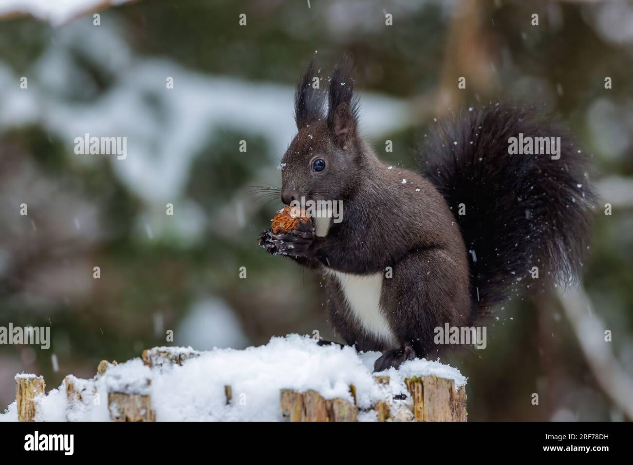 Eichhörnchen im winter hi-res stock photography and images - Alamy