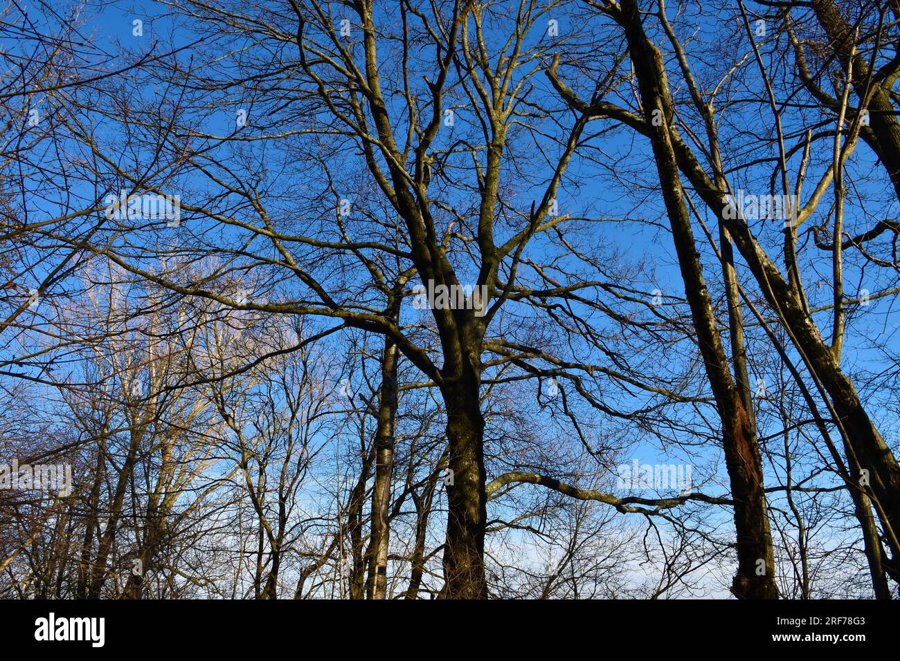Common ash (Fraxinus excelsior) tree Stock Photo - Alamy