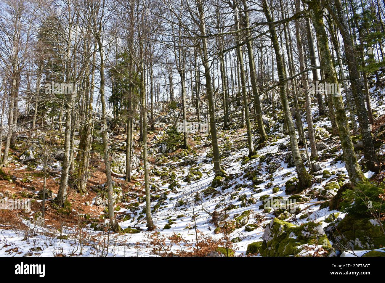 Temperate, deciduous beech and sycamore forest in winter with snow and ...