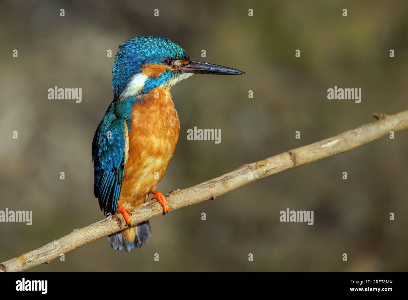 Mannchen auf weibchen hi-res stock photography and images - Alamy