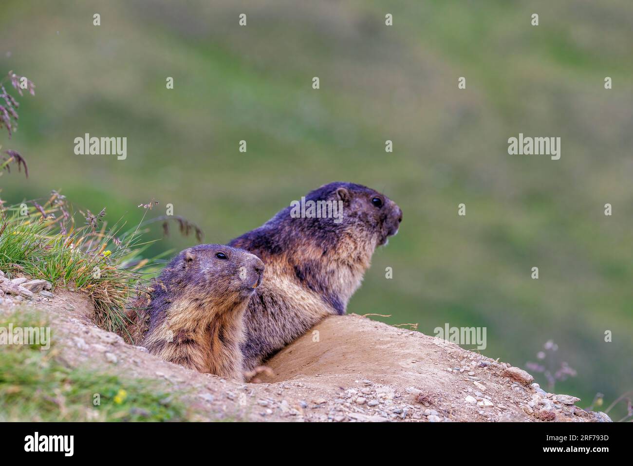 Alpenmurmeltier, Murmeltier, (Marmota marmota Stock Photo - Alamy