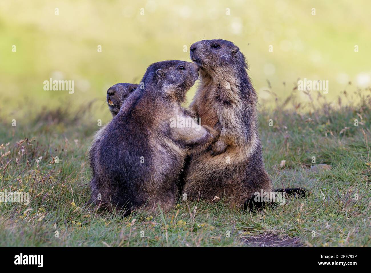 Alpenmurmeltier, Murmeltier, (Marmota marmota Stock Photo - Alamy