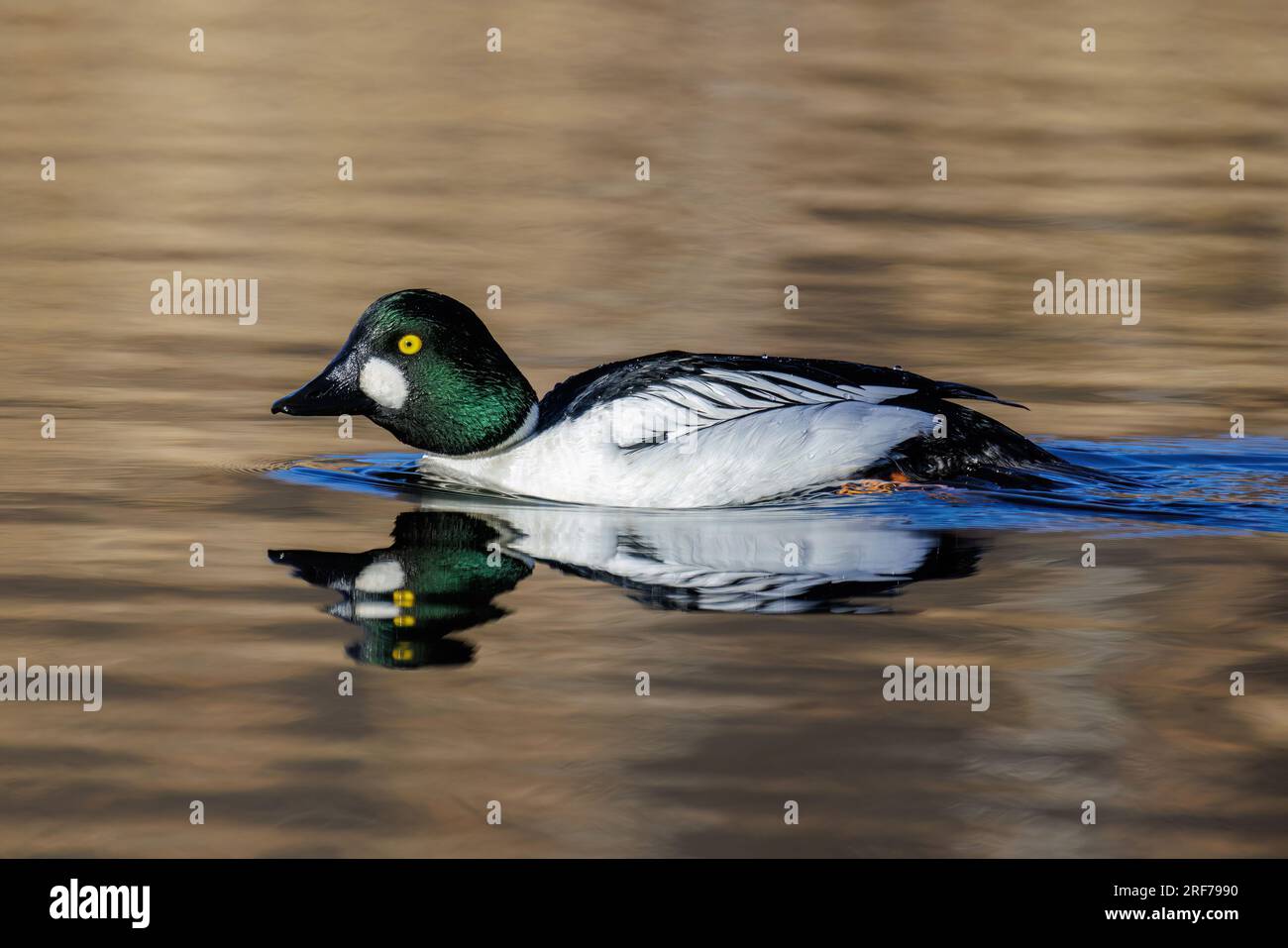 Schellente (Bucephala clangula) Männchen Stock Photo - Alamy