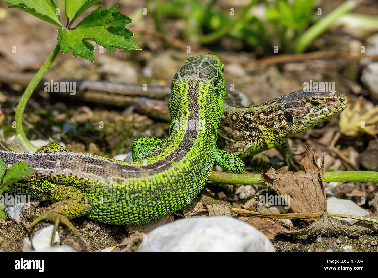 Zauneidechse (Lacerta agilis) Männchen und Weibchen Stock Photo - Alamy