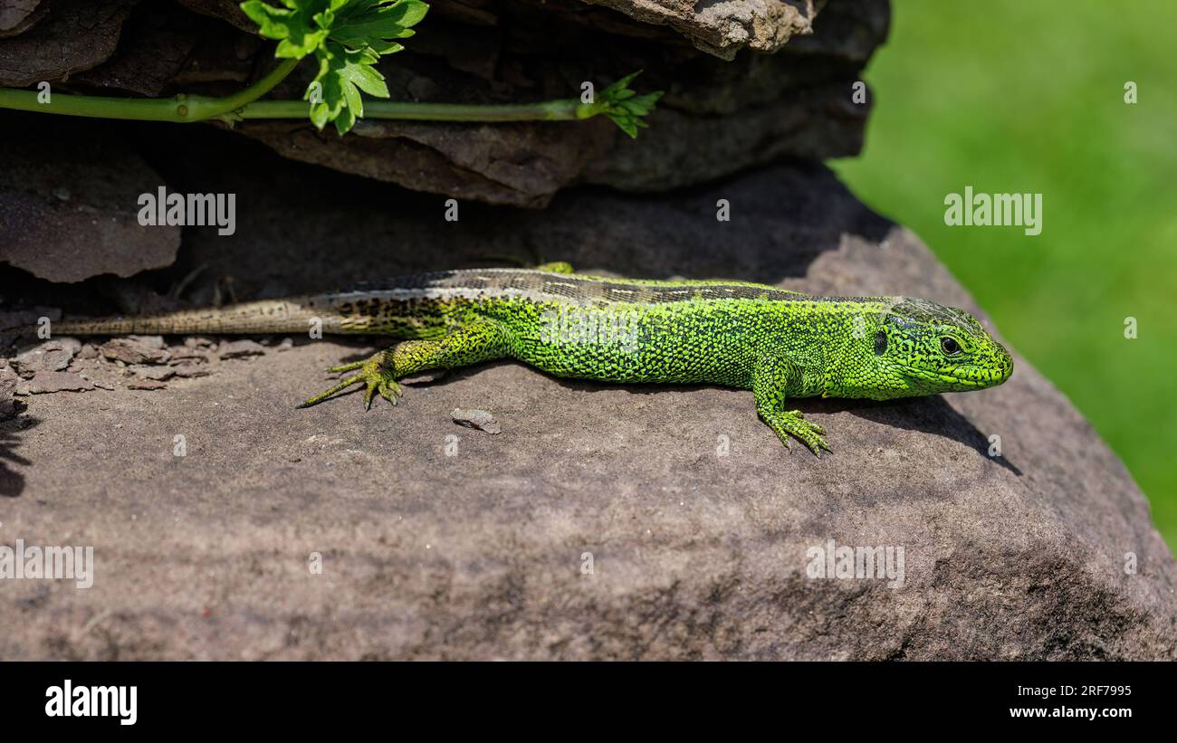 Zauneidechse (Lacerta agilis) Männchen Stock Photo - Alamy