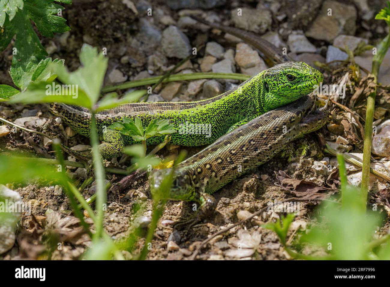 Zauneidechse (Lacerta agilis) Männchen und Weibchen Stock Photo - Alamy