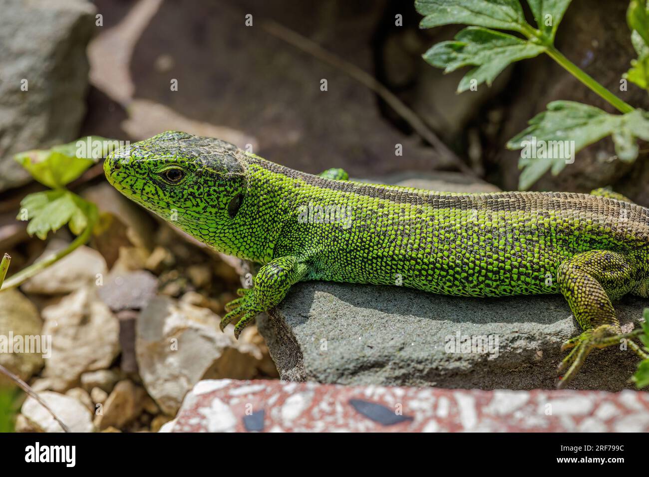 Männchen zauneidechse hi-res stock photography and images - Alamy