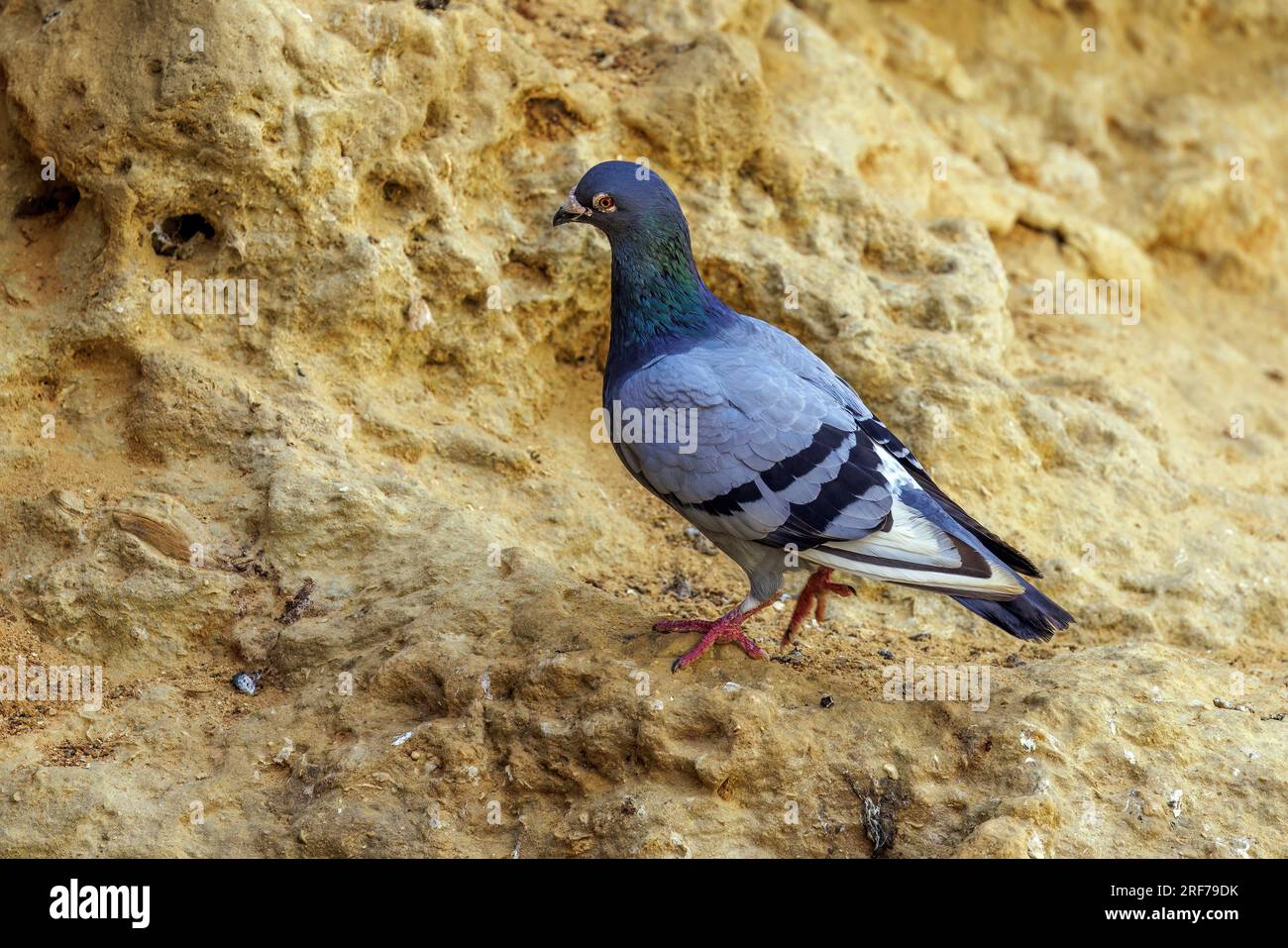 Felsentaube (Columba livia Stock Photo - Alamy