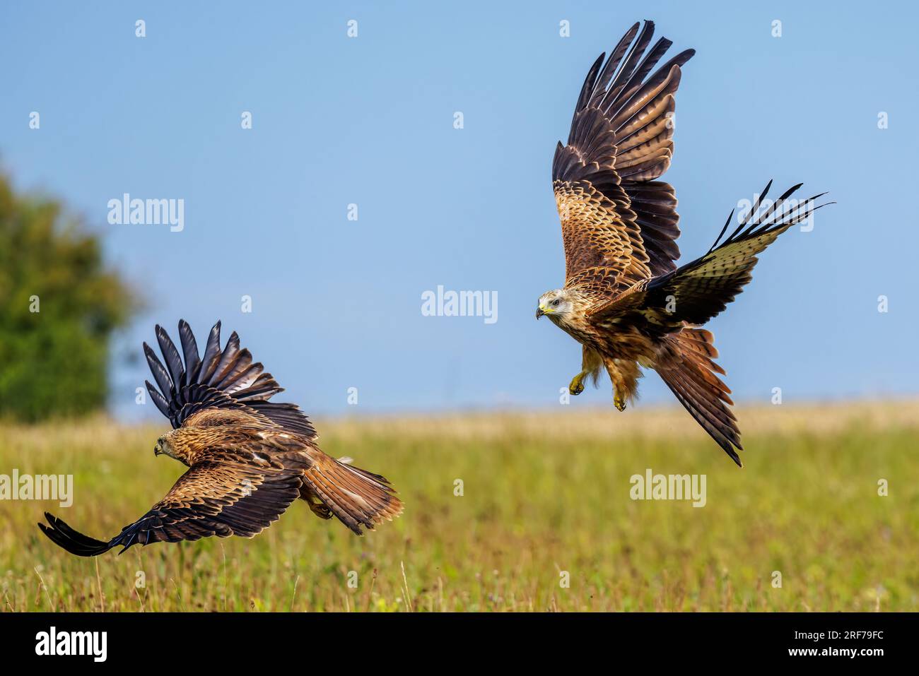 Rotmilane hi-res stock photography and images - Alamy
